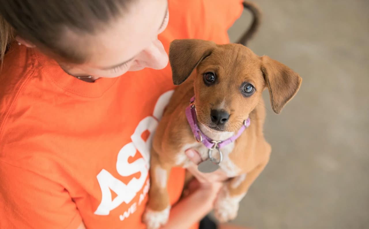 American Society for the Prevention of Cruelty to Animals (ASPCA ...